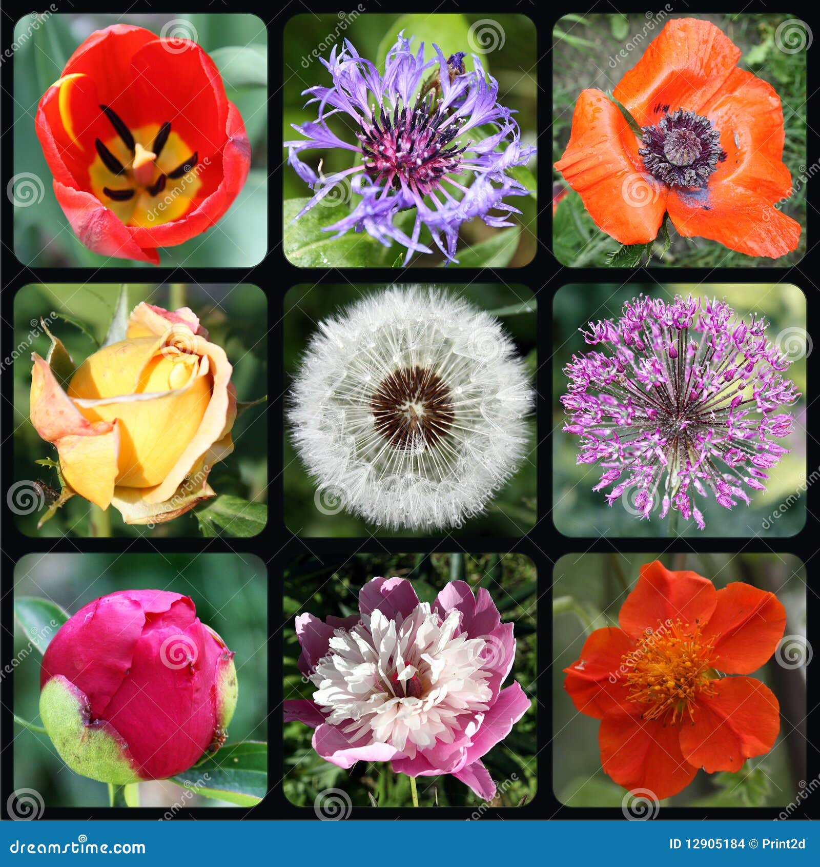 Blumen rund stockfoto. Bild von löwenzahn, sommer, zweig - 12905184