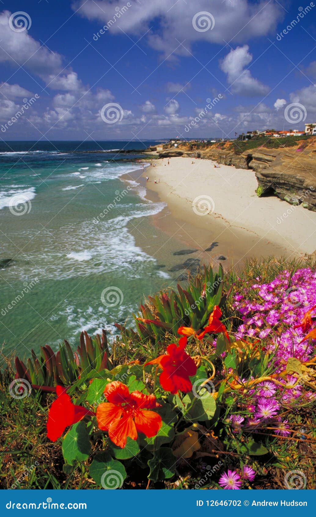 Blumen am Wipeout-Strand in La Jolla Stockfoto - Bild von strand, ozean ...
