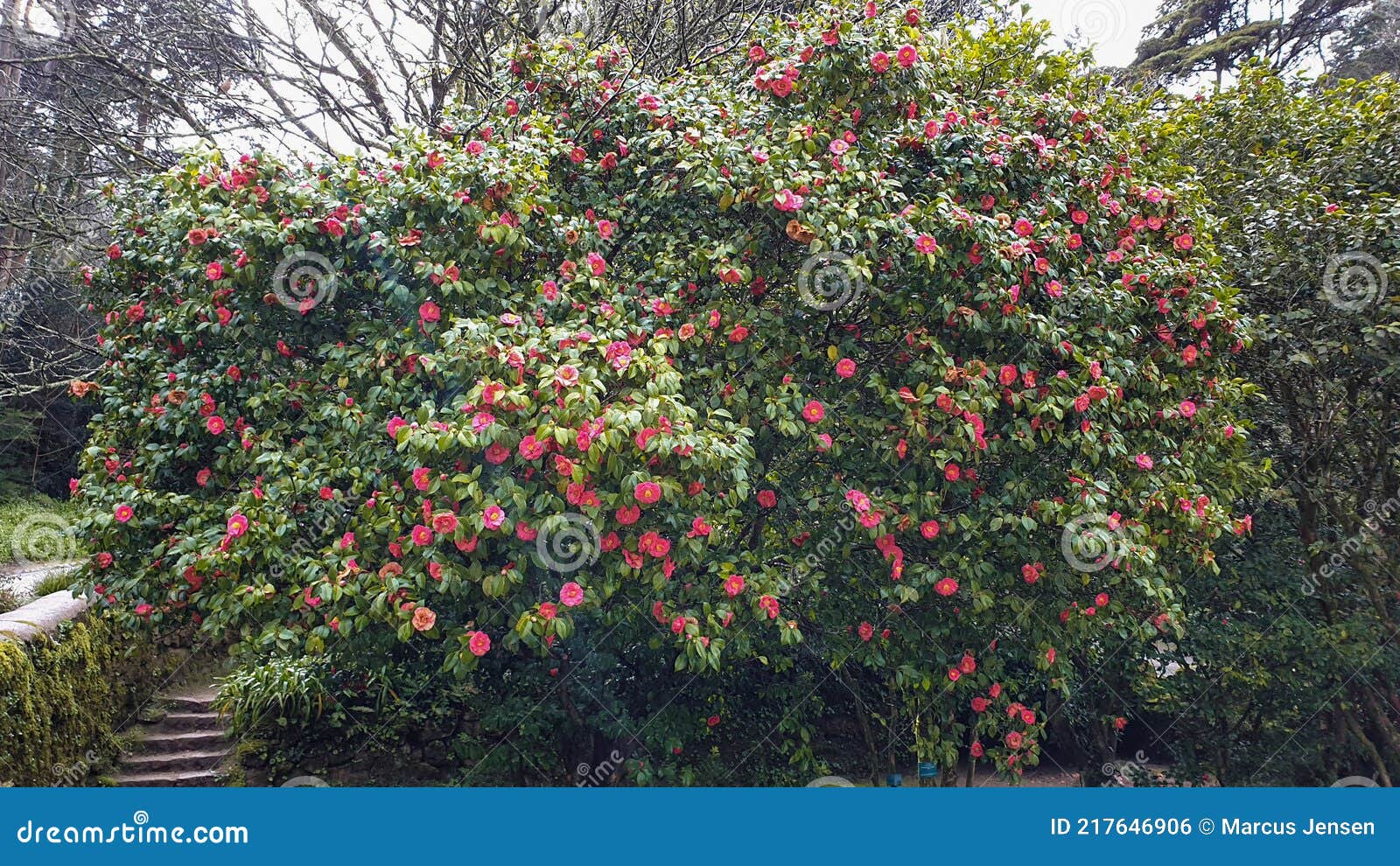 Blumig Stock Photos - Free & Royalty-Free Stock Photos from Dreamstime