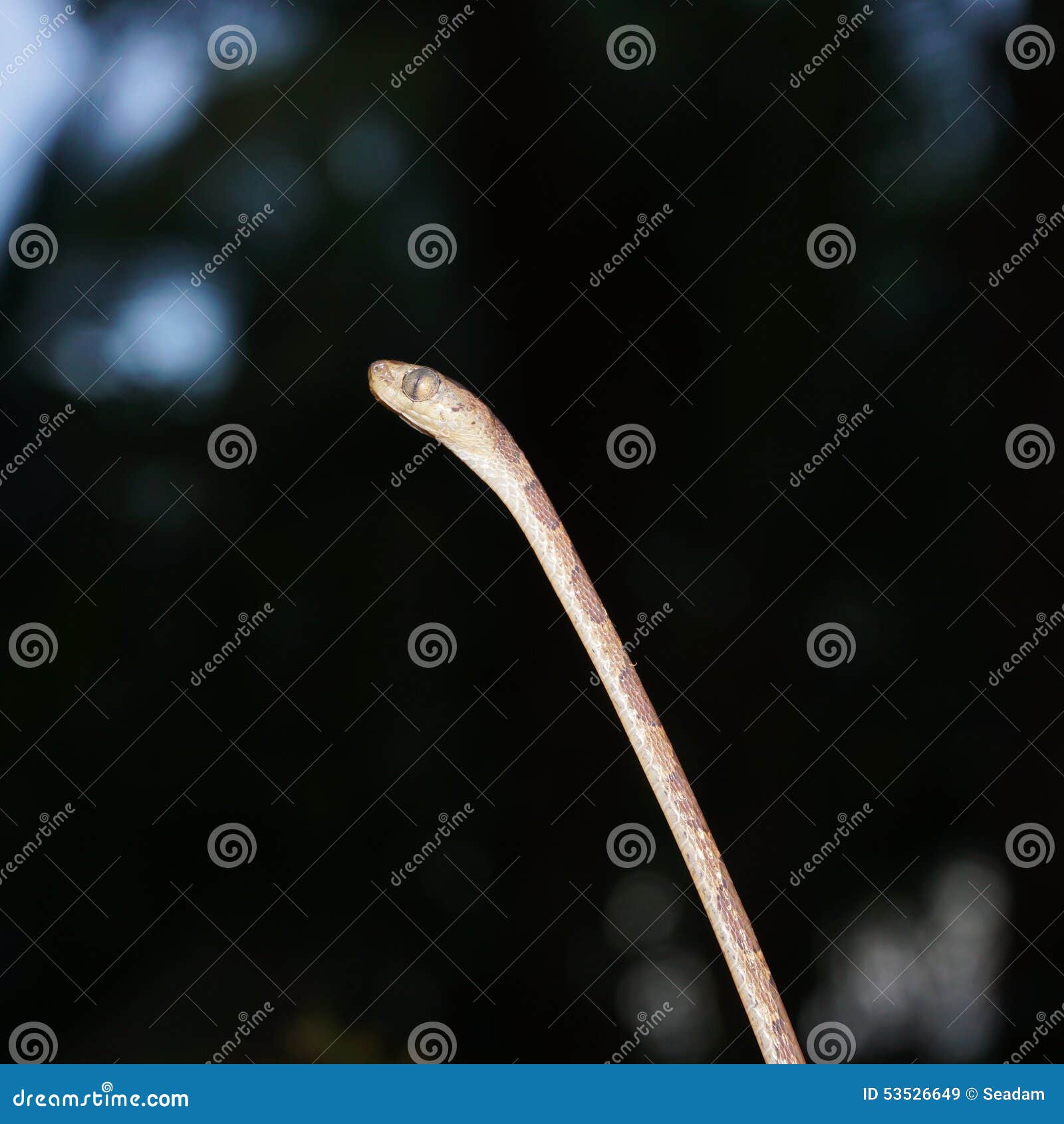 Blunt-headed Tree Snake Imantodes Lentiferus Stock Image - Image of ...