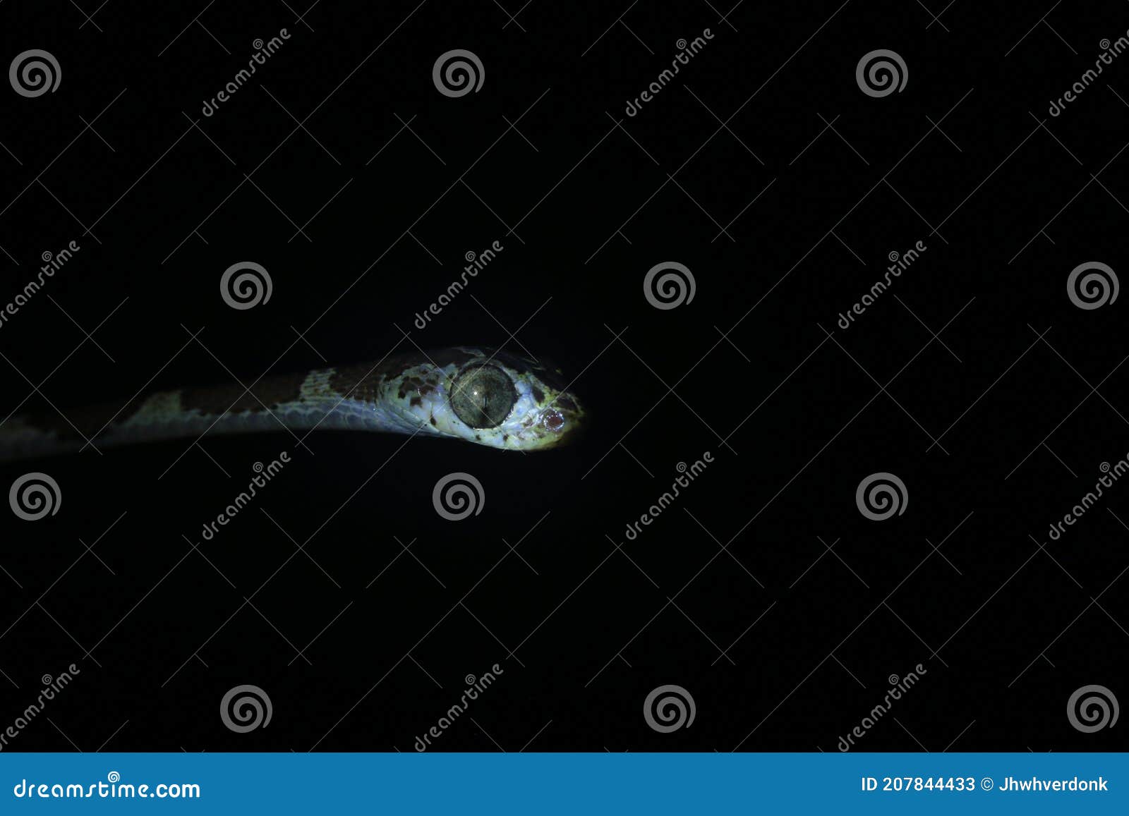 Blunt Headed Tree Snake, Lmantodes Cenchoa, a Snake Head Popping Up in ...
