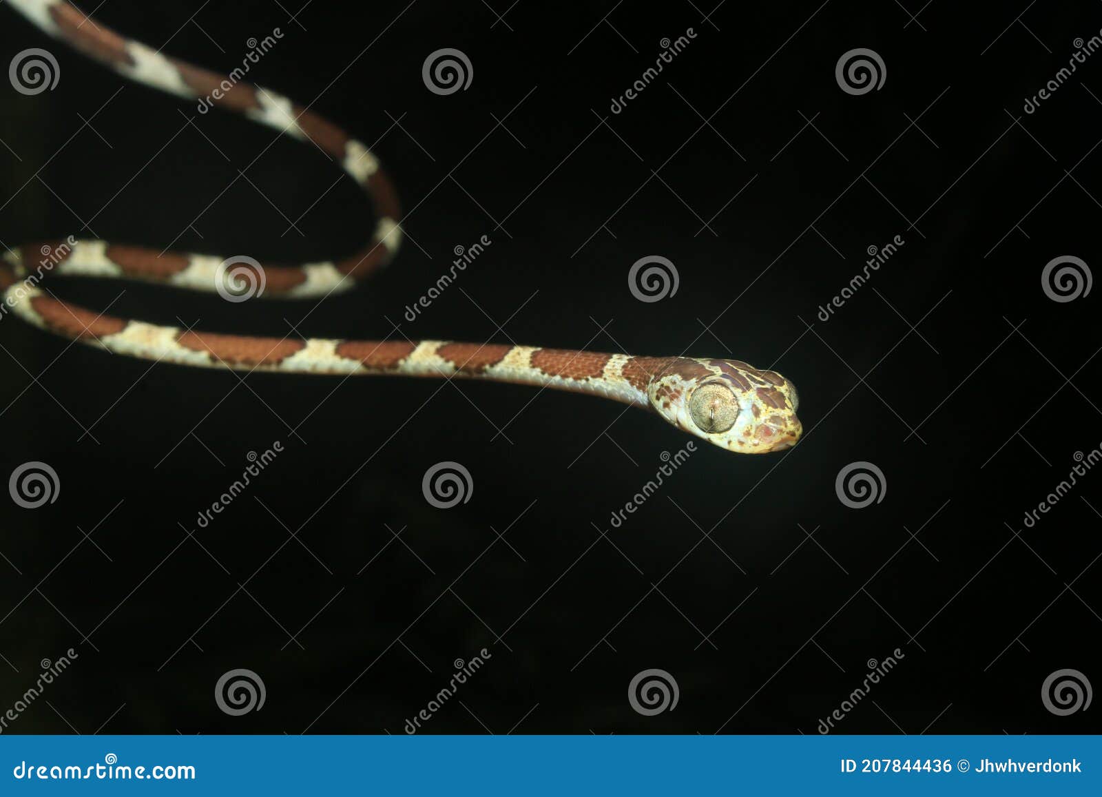 Blunt Headed Tree Snake, Lmantodes Cenchoa, A Small And Thin Snake With ...
