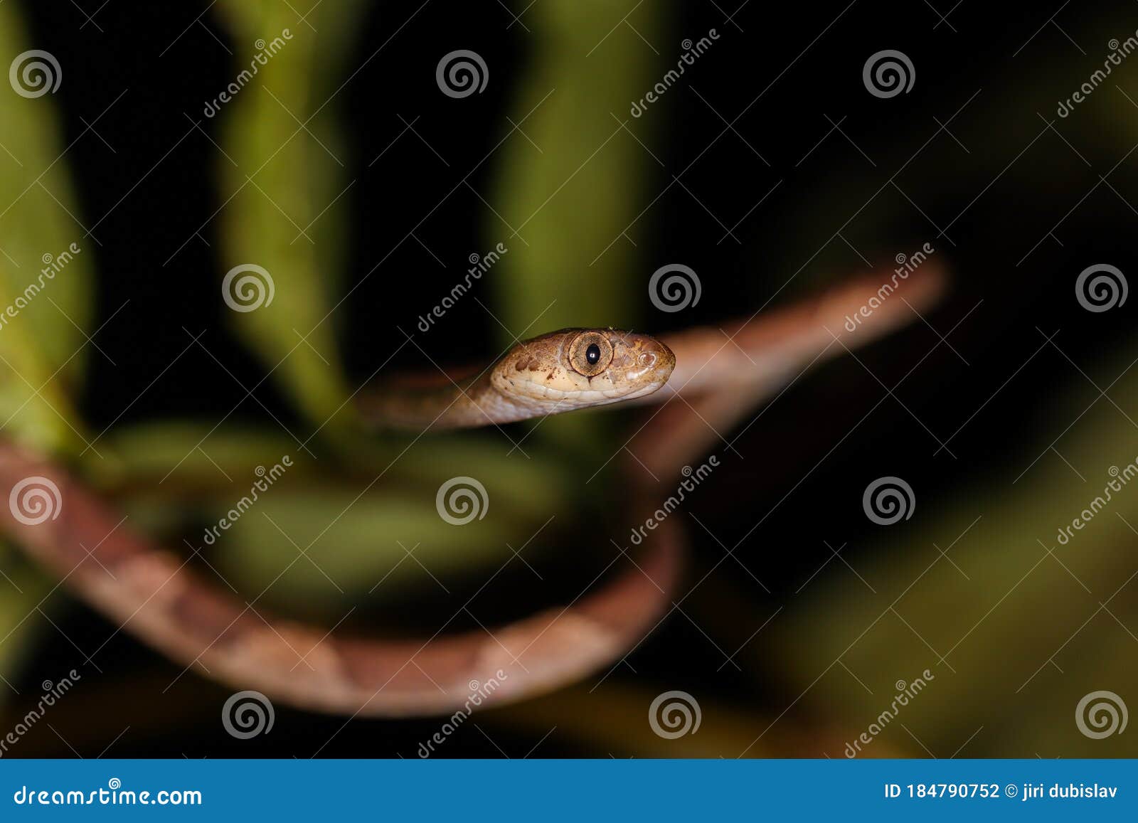 Blunt Headed Tree Snake, Lmantodes Cenchoa, A Small And Thin Snake With ...