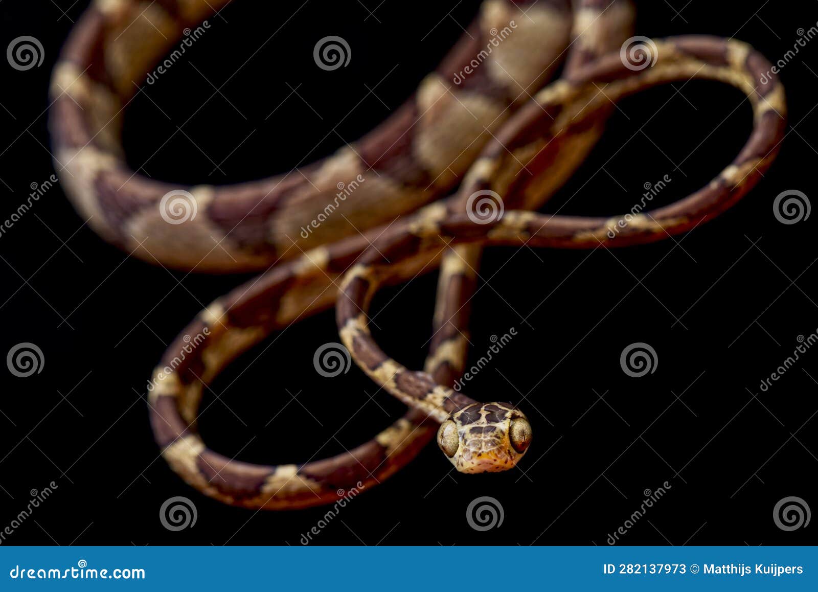 Bluntheaded Tree Snake (Imantodes Cenchoa) Stock Image - Image of snake ...