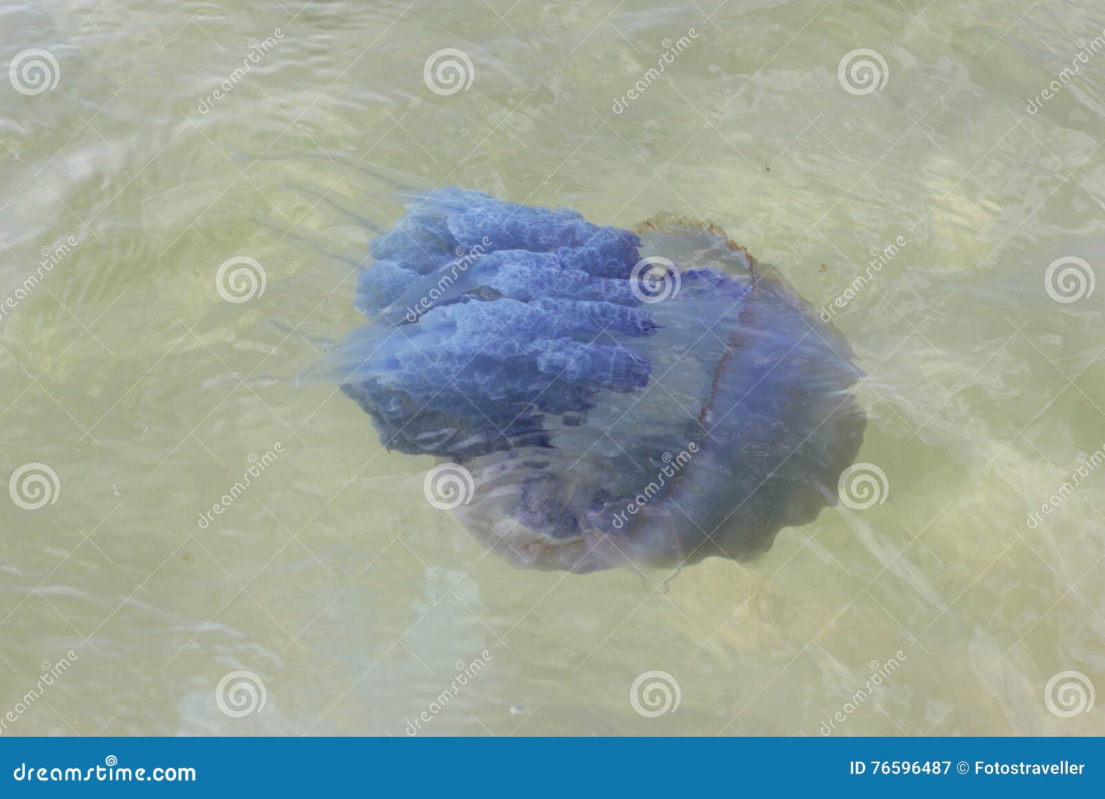 Blur blue jellyfish stock image. Image of marine, poisonous - 76596487