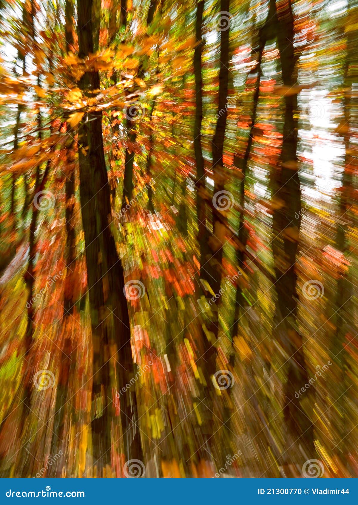 Blur Colours of Autumn Forest 1 Stock Photo - Image of blur, forest ...