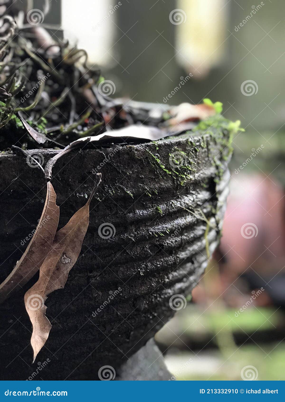 Plant Background Nature Bokeh Stock Photo - Image of background, blur ...