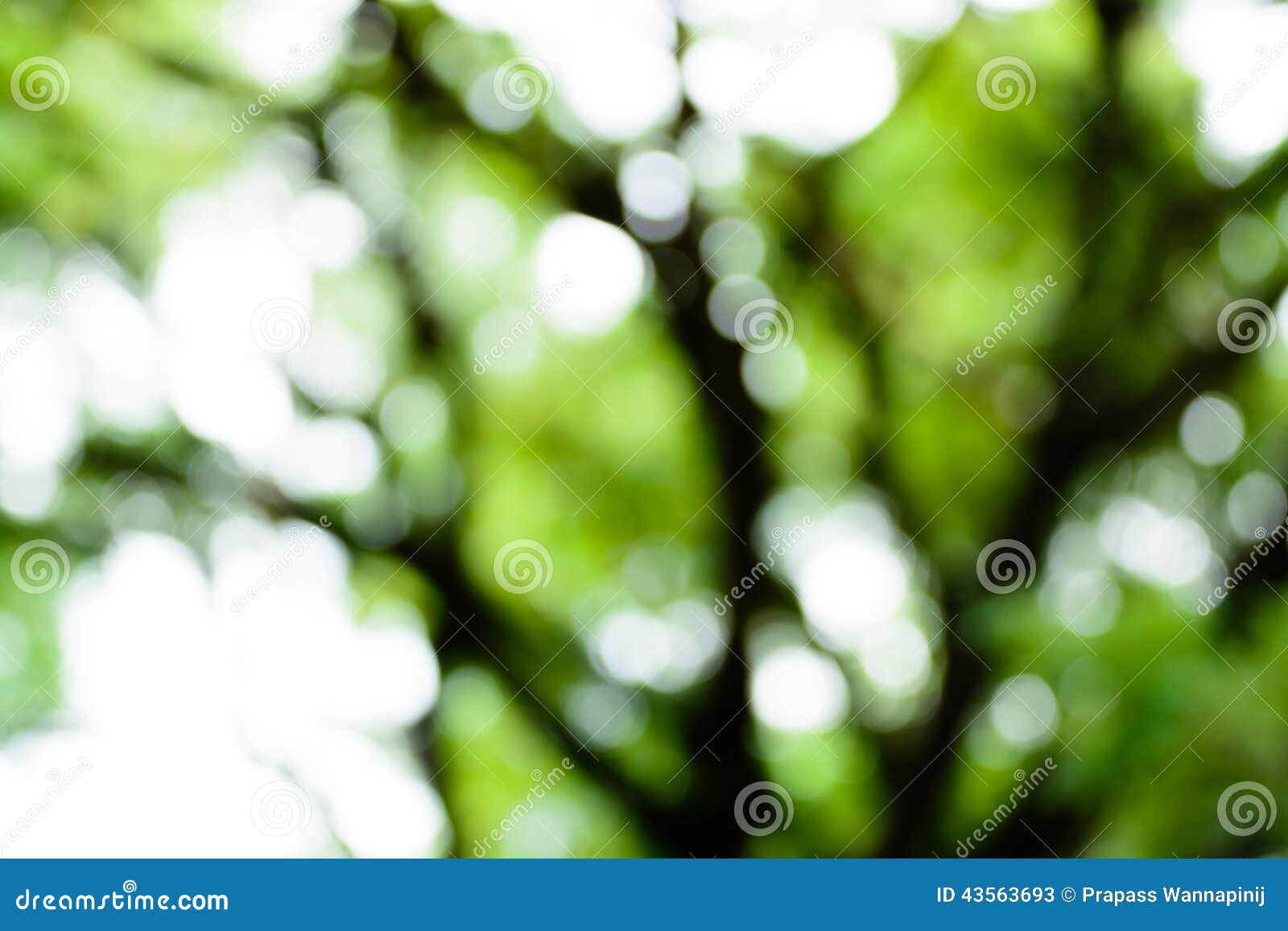 Blur green tree background stock image. Image of backdrop - 43563693