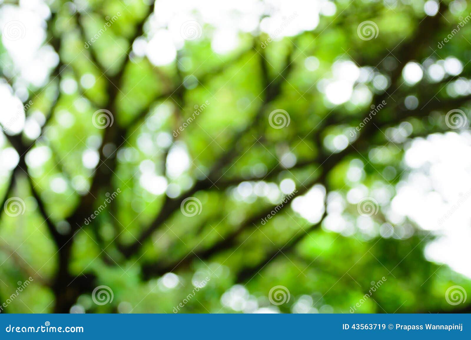 Blur green tree background stock image. Image of colorful - 43563719