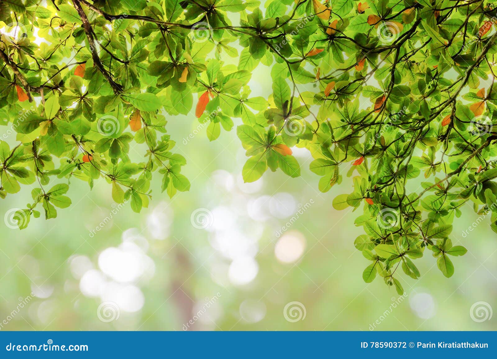 Blur Leaves on Abstract Bokeh Natrue Background Stock Photo - Image of ...