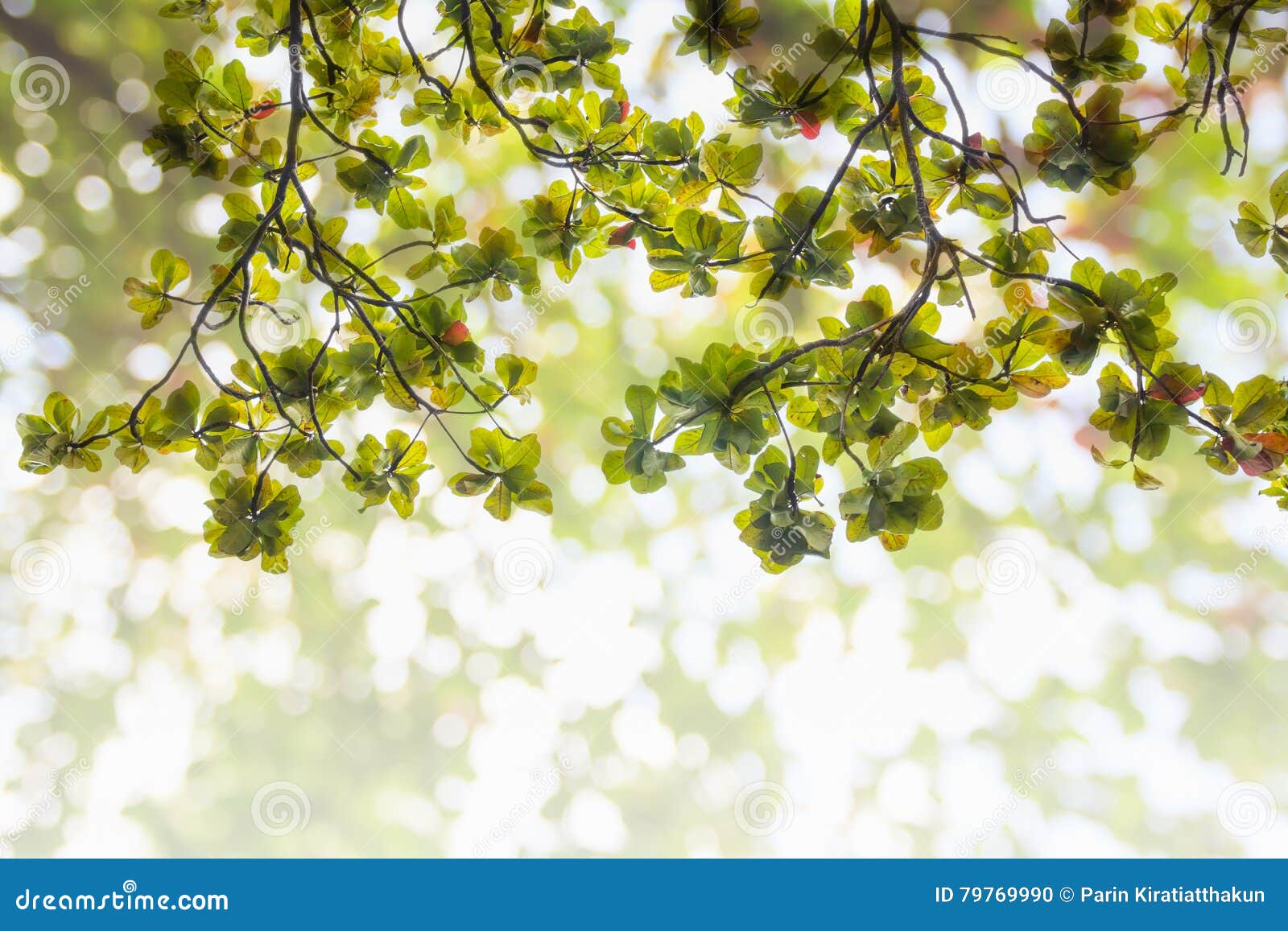 Blur Leaves on Abstract Bokeh Natrue Background Stock Photo - Image of ...