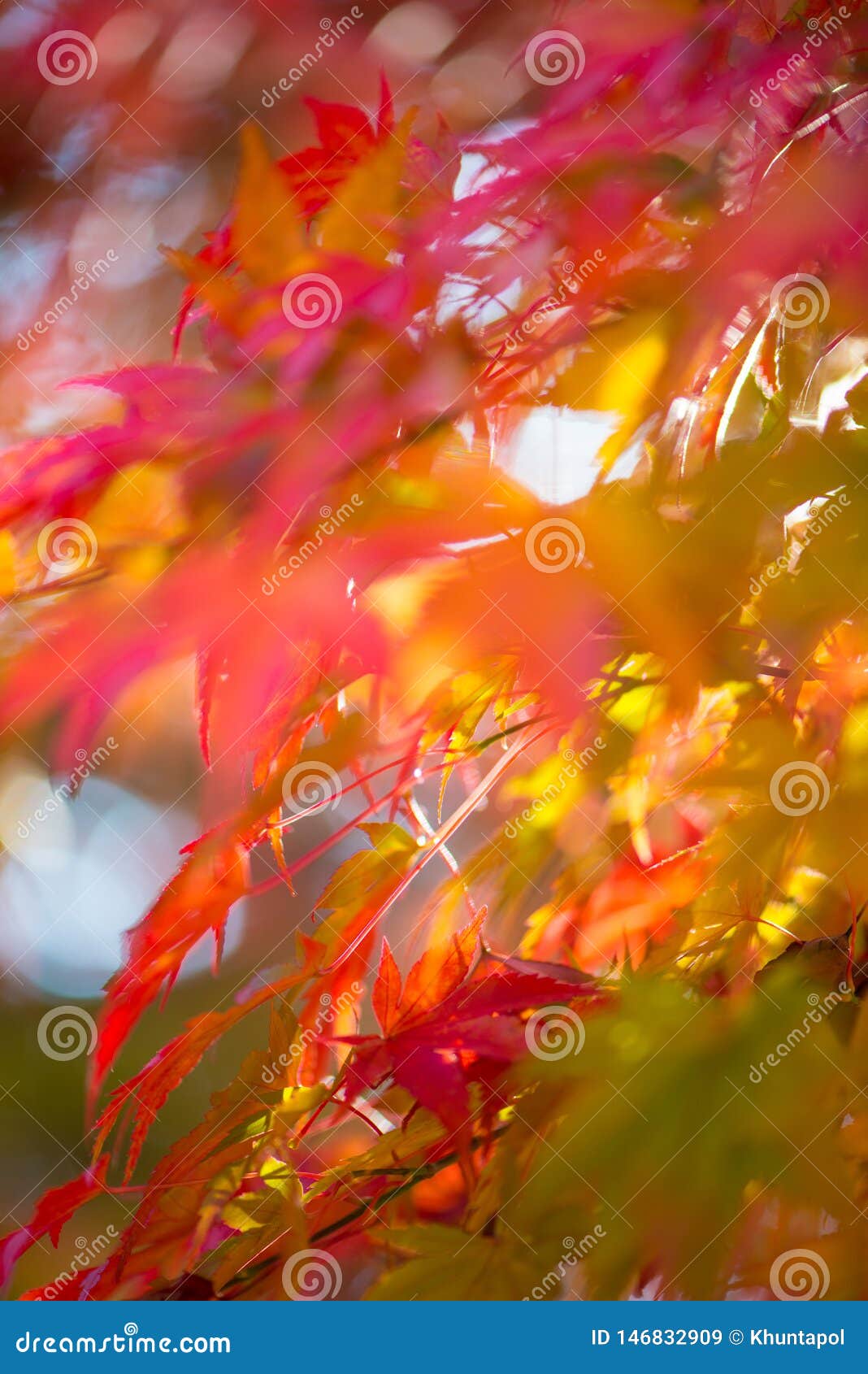 Red Maple Leaves in Autumn Season Stock Image - Image of colored ...