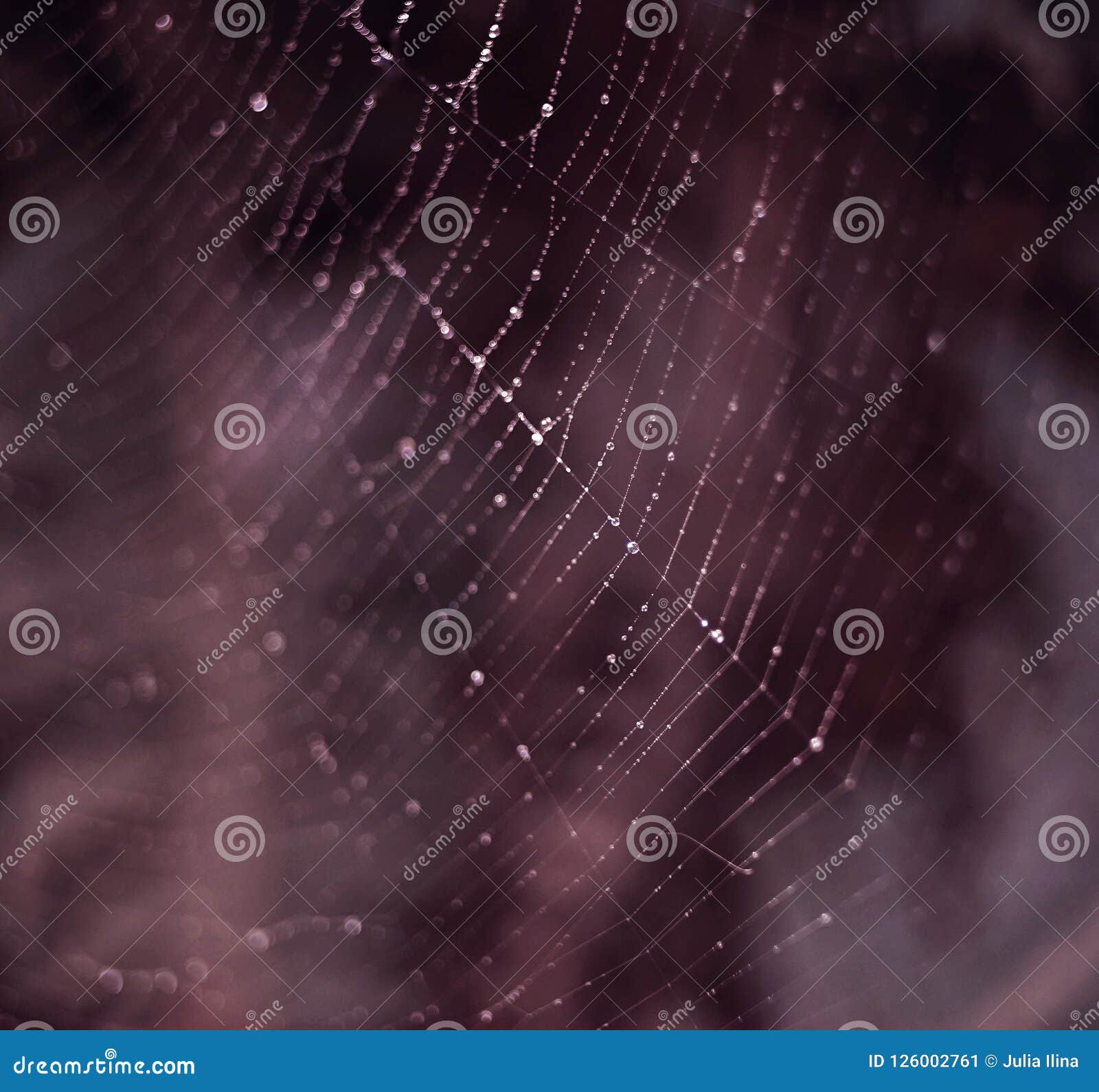 Blur Purple Web Background Drops Water Stock Image - Image of macro ...