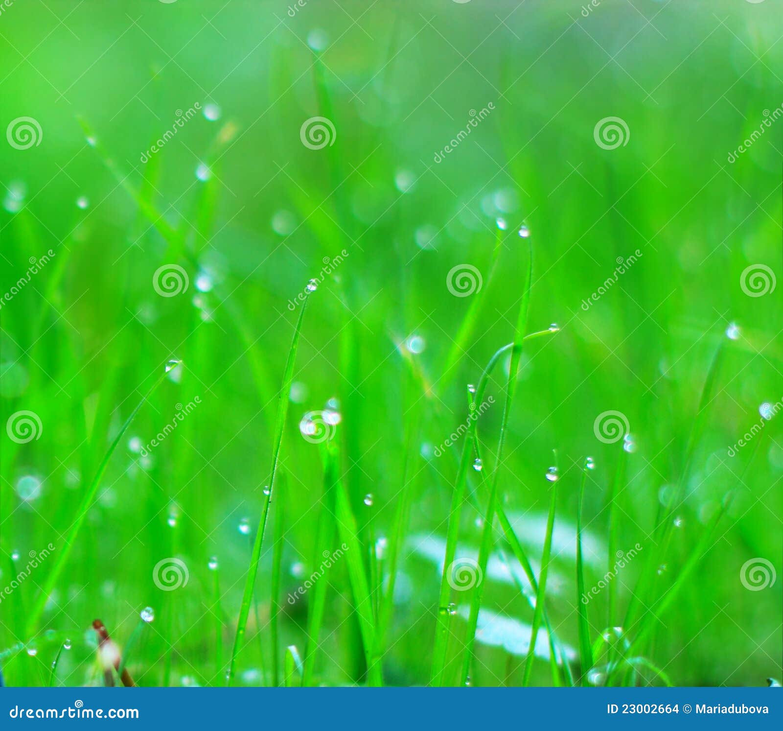 BLur Shiny Grass Background Stock Photo - Image of background, abstract ...