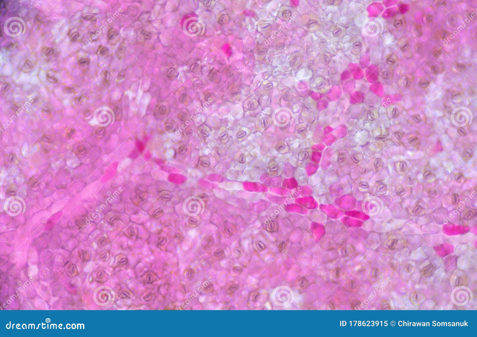 Blur Texture of Plants Cells Stock Image - Image of life, abstract ...