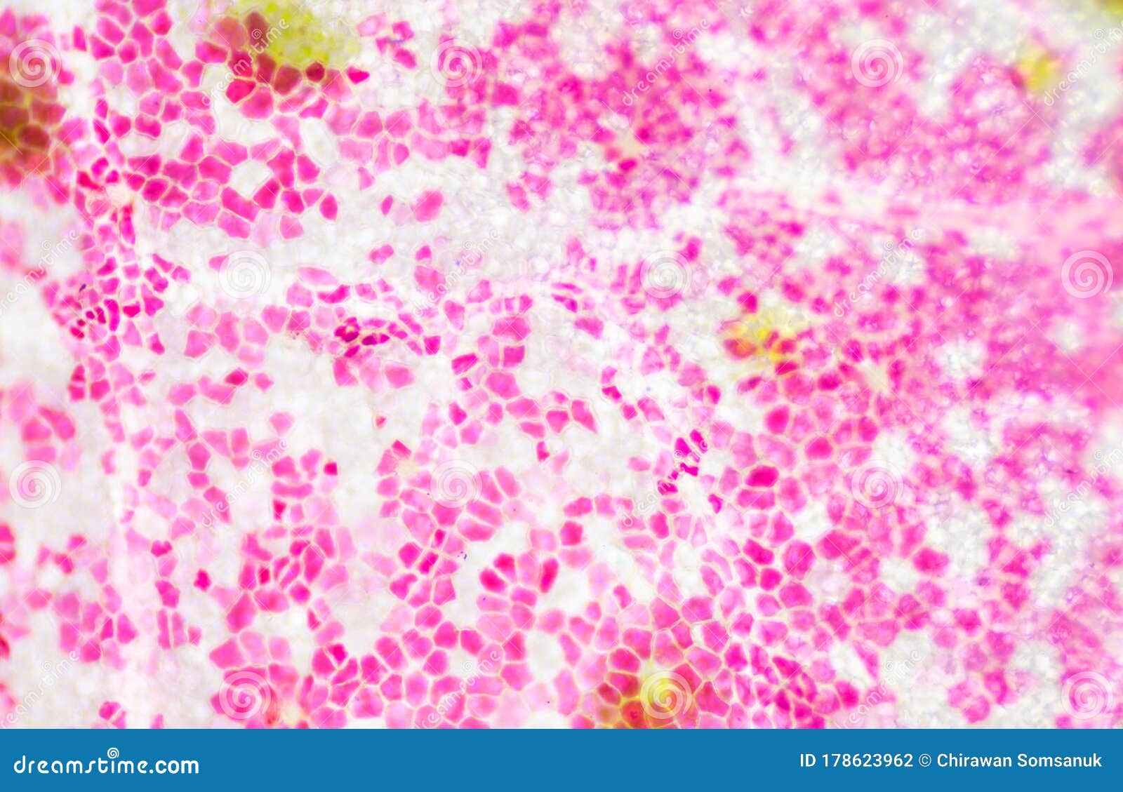 Blur Texture of Plants Cells Stock Photo - Image of abstract ...