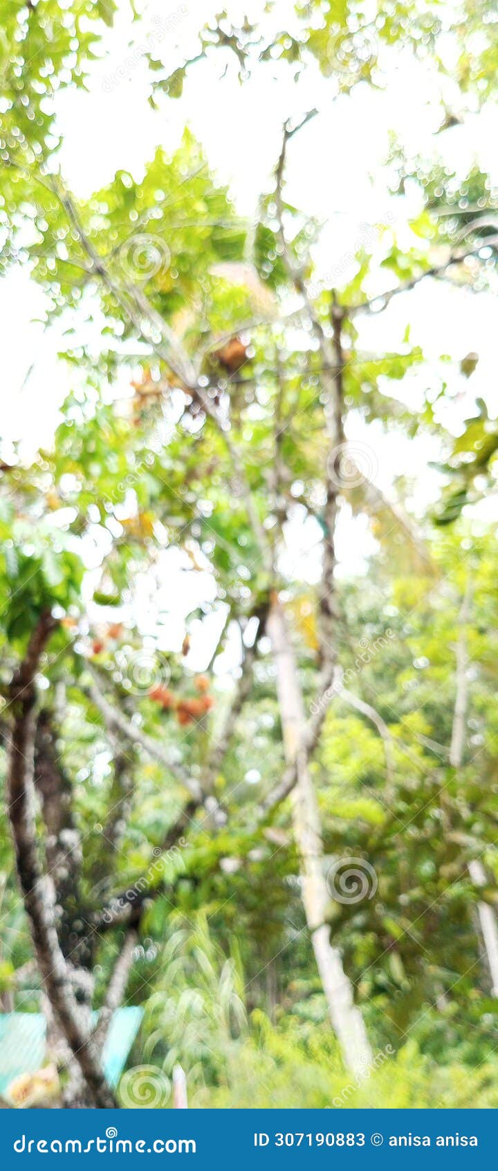 Blur Trees. Rambutan Tree. Nature .background Stock Image - Image of ...