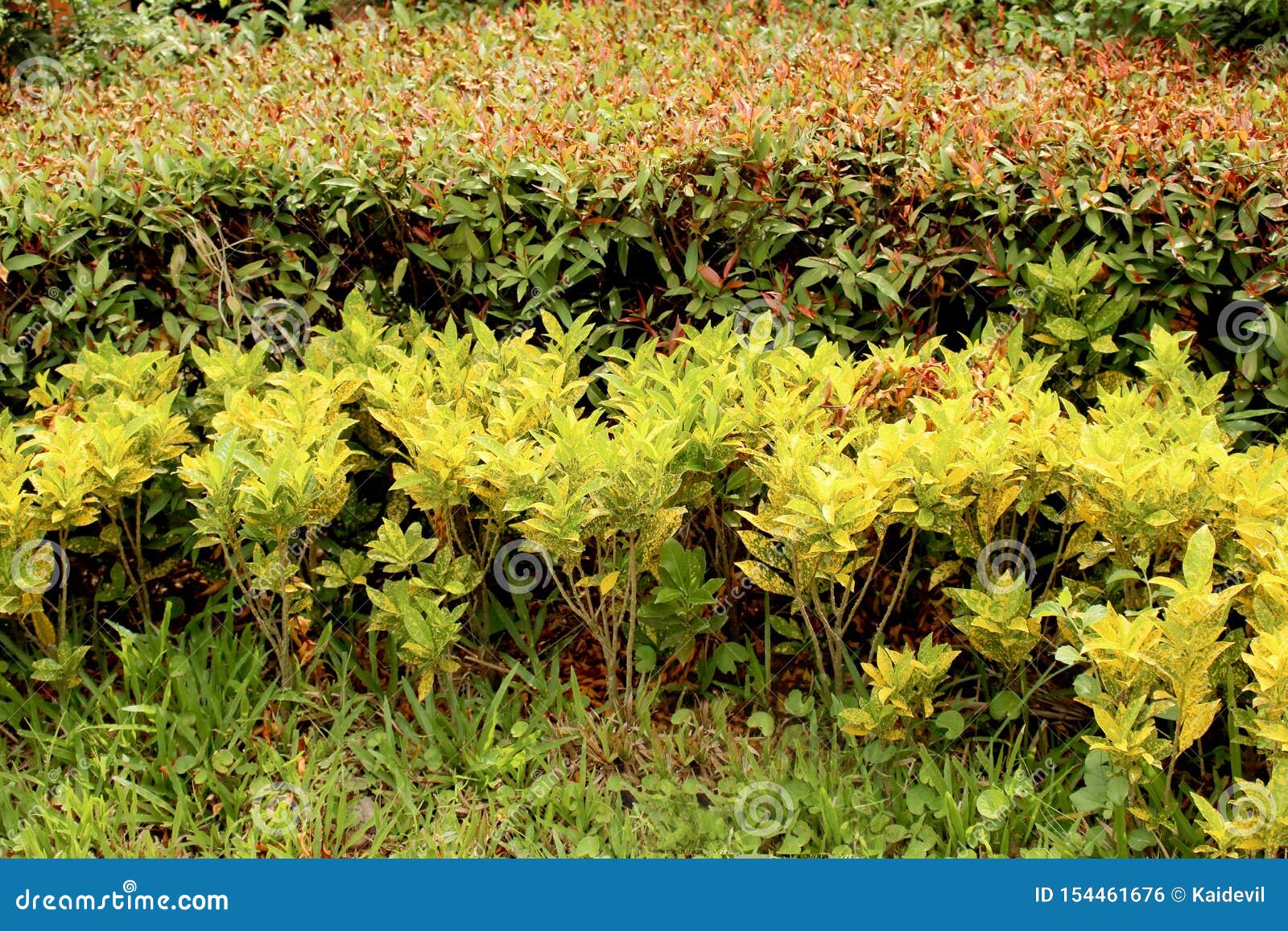 Blur yellow and red bush stock photo. Image of floral - 154461676