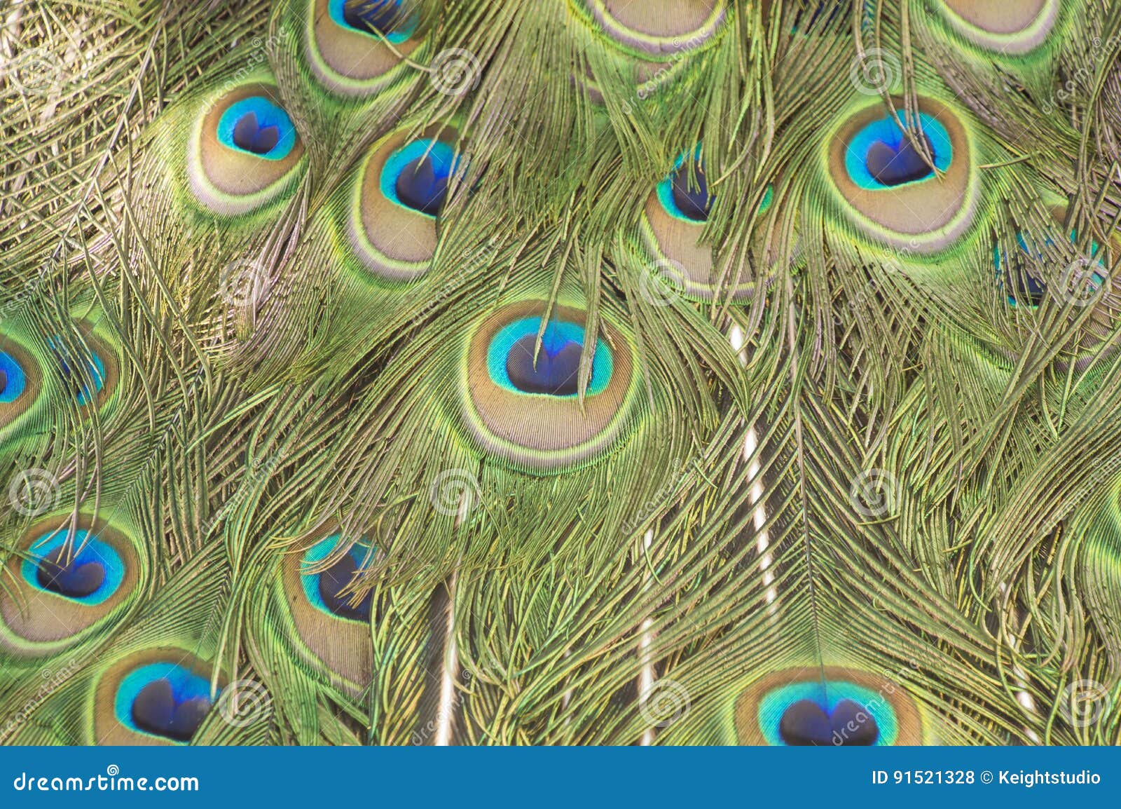 Blured Peacock Spread Its Feather Texture. Stock Photo - Image of ...