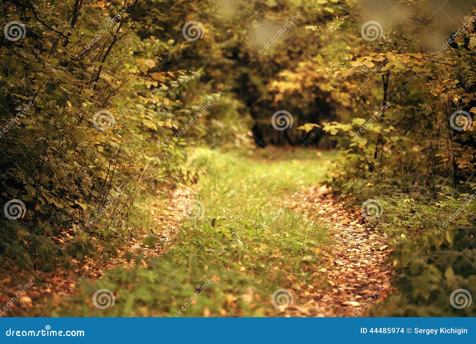 Blurred Autumn Forest Landscape Stock Photo - Image of autumnal, forest ...