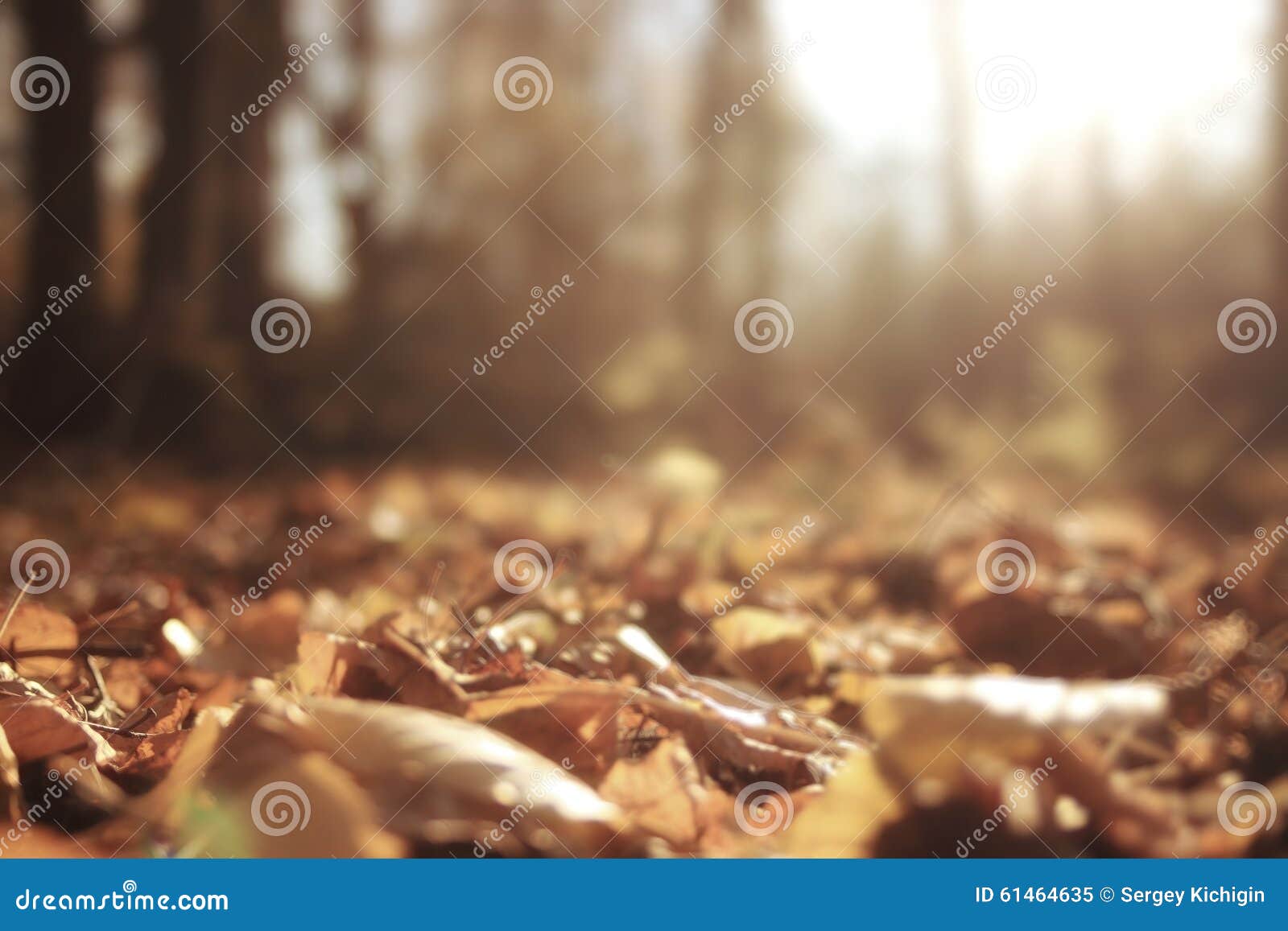 Blurred Background Autumn Leaves Stock Image - Image of background ...