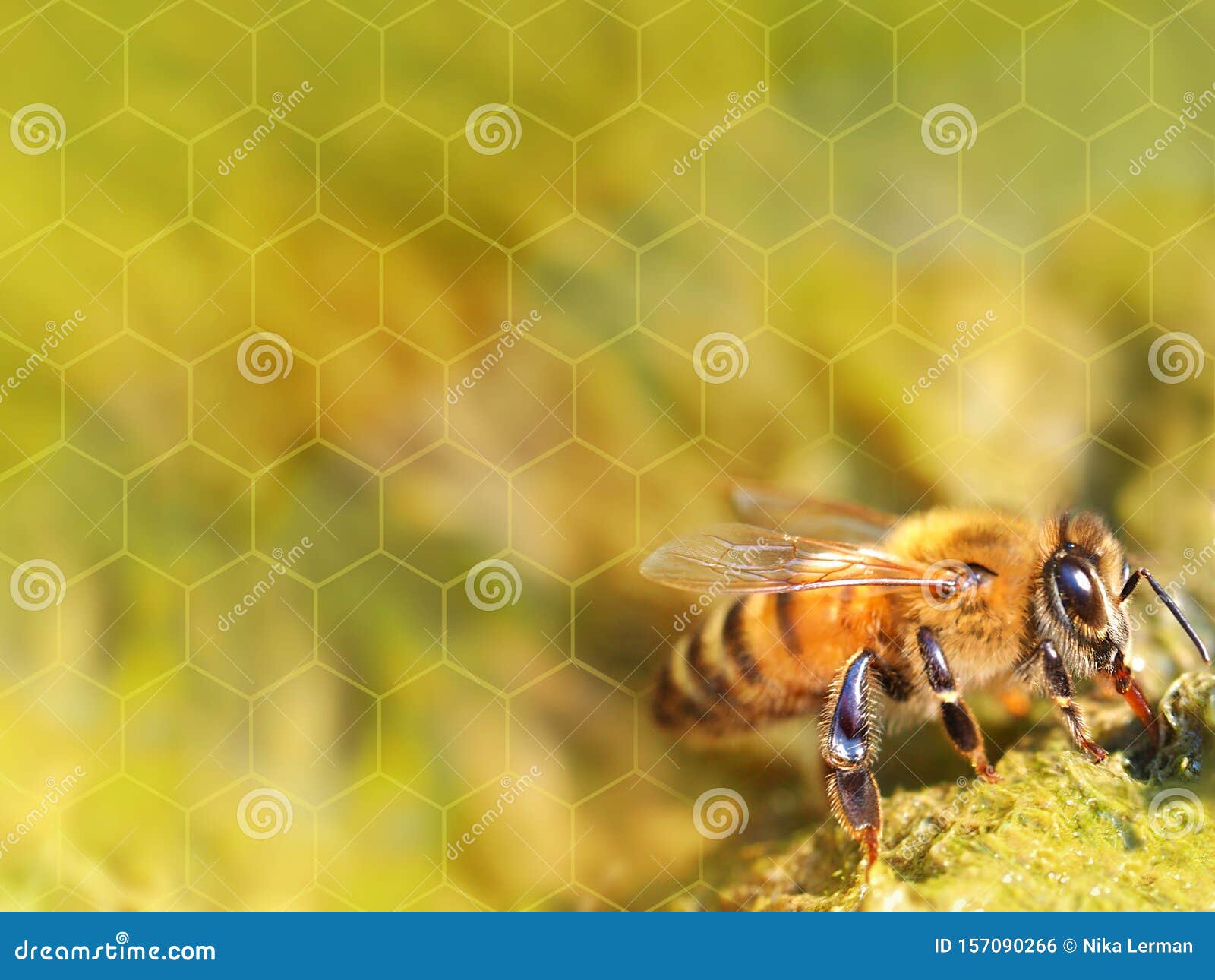 Bee Corner Border Stock Photos - Free & Royalty-Free Stock Photos from ...
