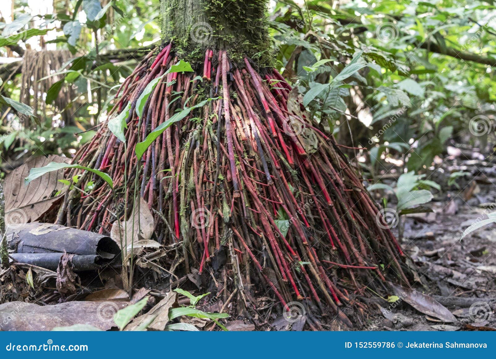 Devils Basin Wepre Country Park Flintshire North Wales Stock ...