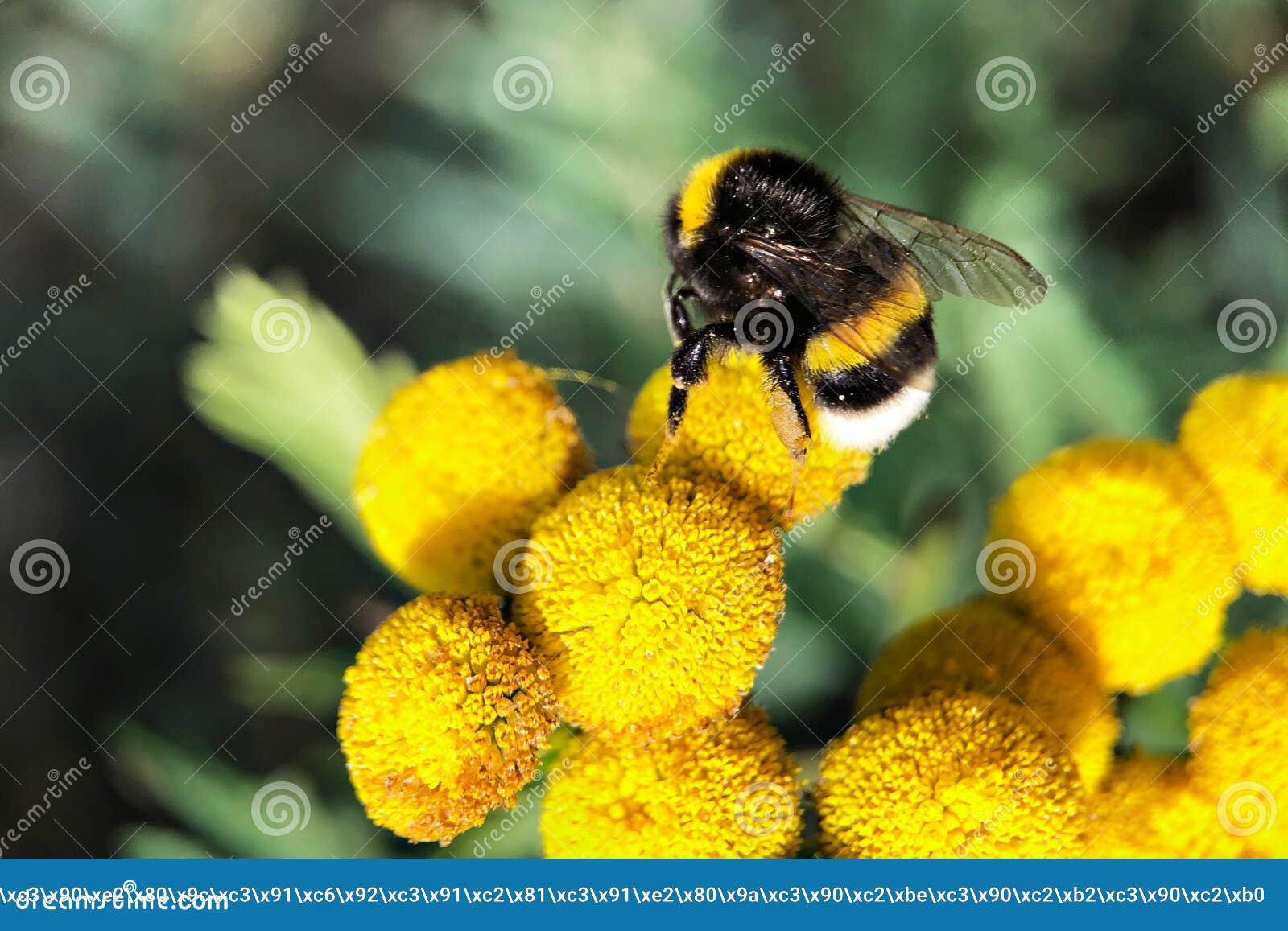 On a Blurred Background Bumblebee on Yellow Wildflowers Stock Photo ...