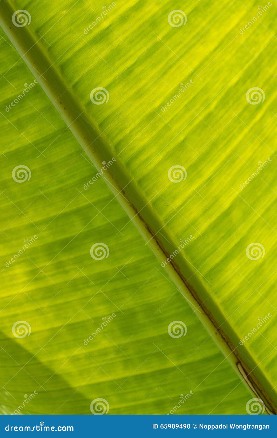 Blurred Background of Green Banana Leaf Stock Photo - Image of ...