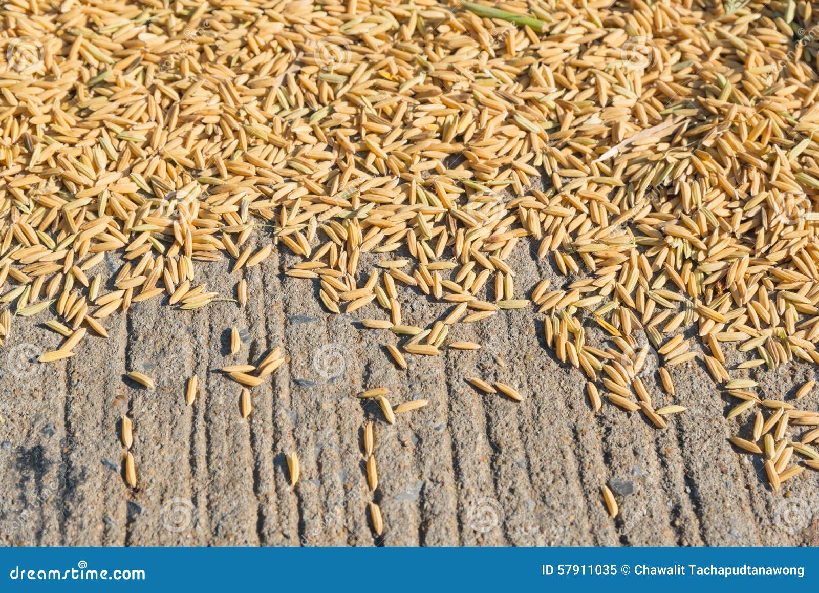 Blurred Background of Rice Field. Stock Image - Image of rice, growth ...