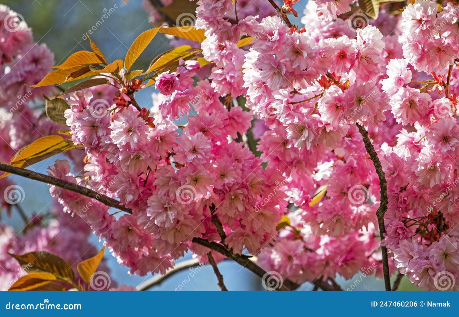 Blurred Background, Wallpaper, Sakura, Red Sakura Stock Photo - Image ...