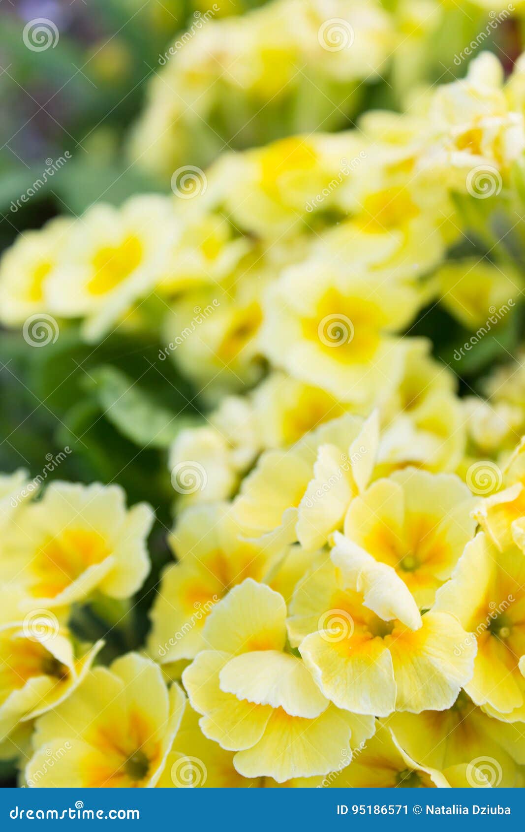 Blurred Background with Yellow Flowers Stock Image - Image of flowers ...