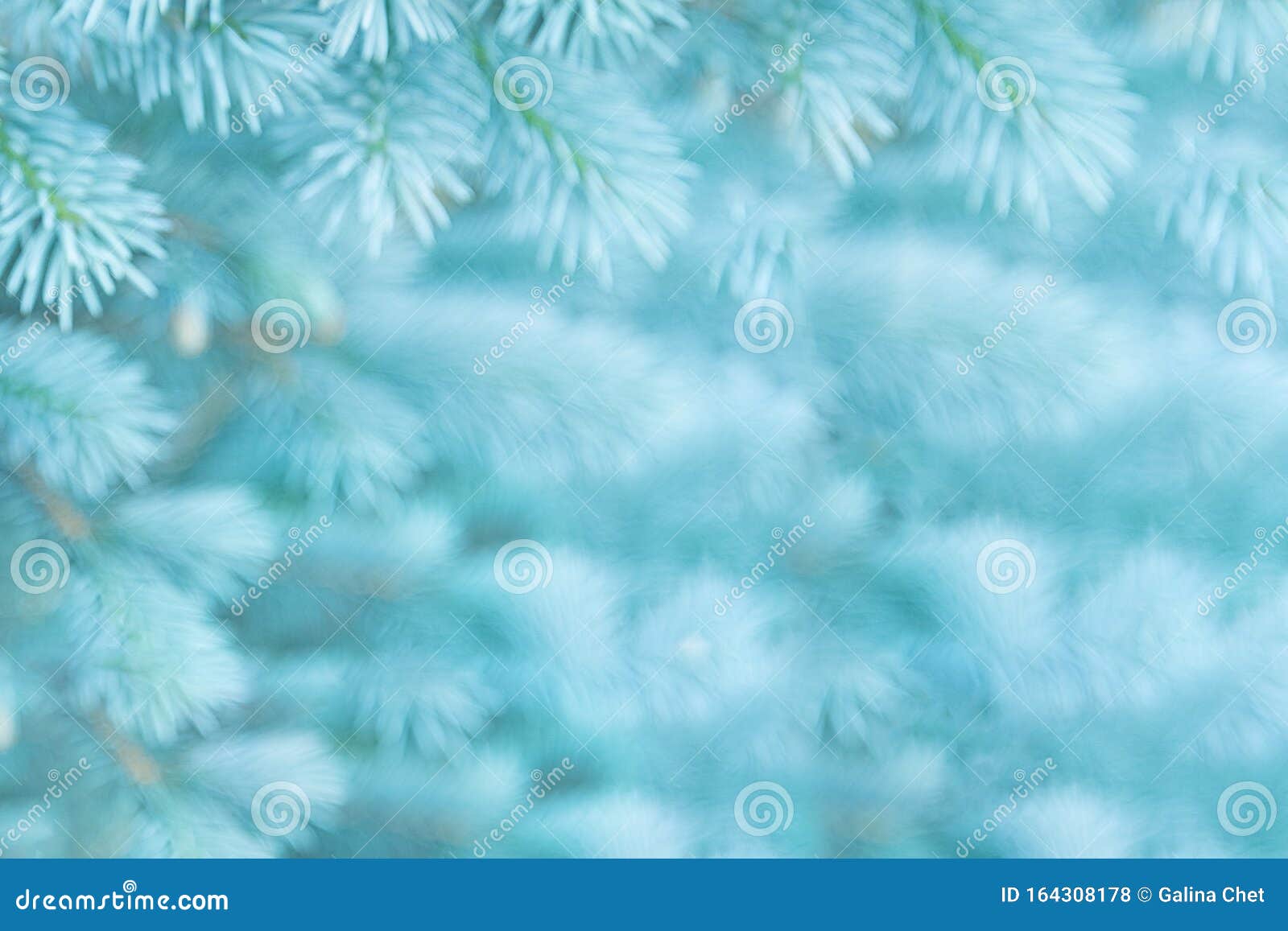 Blurred Background of Young Branches of Blue Spruce in the Colors of ...