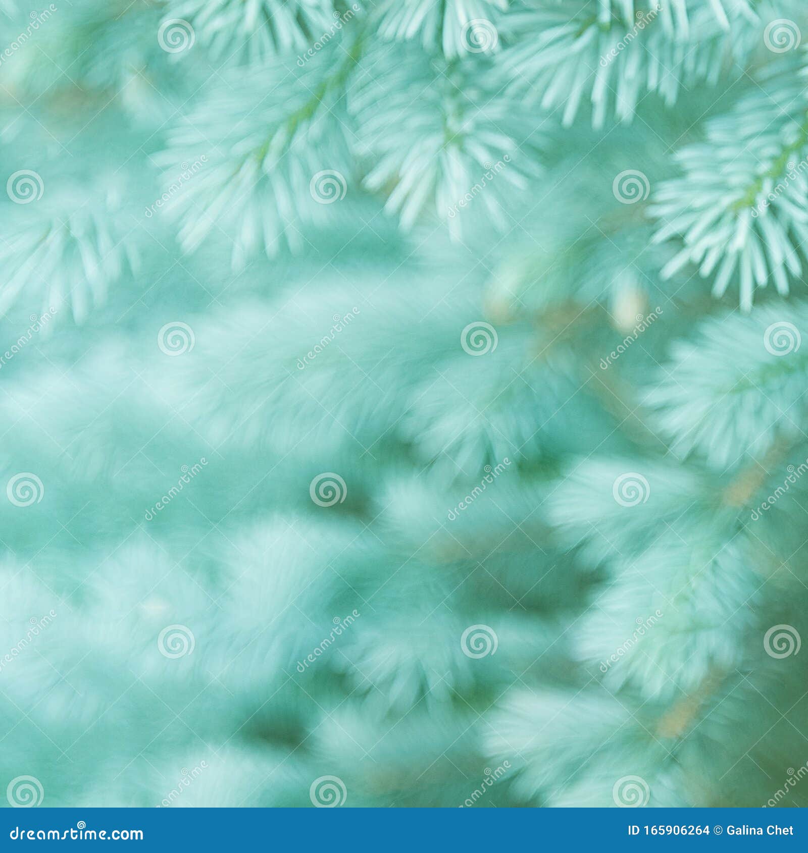 Blurred Background of Young Branches of Blue Spruce in the Colors of ...