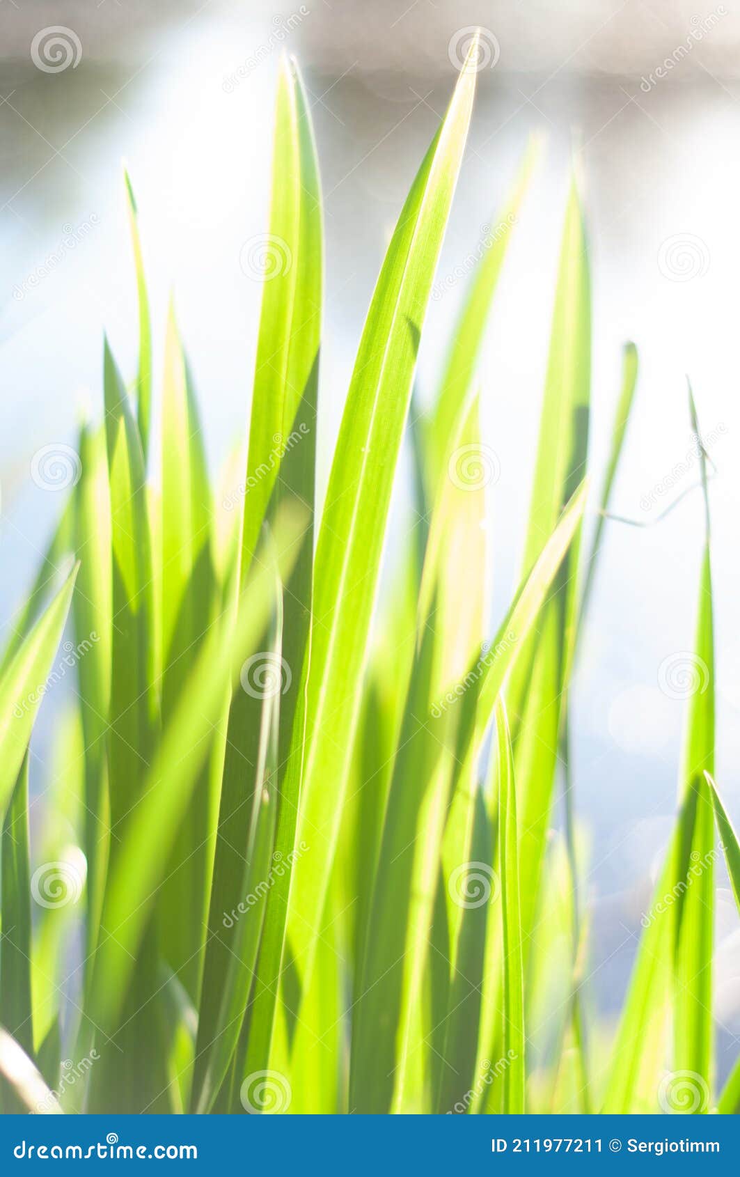 Blurred Background, Young Long Leaves of Green Reed Stock Image - Image ...