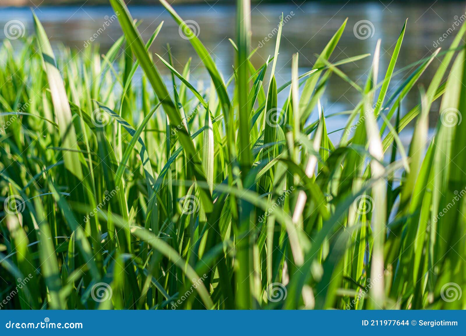 Blurred Background, Young Long Leaves of Green Reed Stock Photo - Image ...