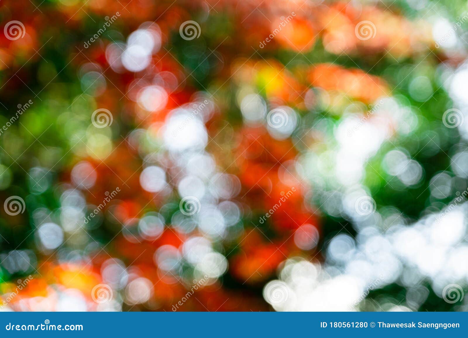 Blurred of Beautiful Red and Green Maple Leaves Pattern Texture on the ...