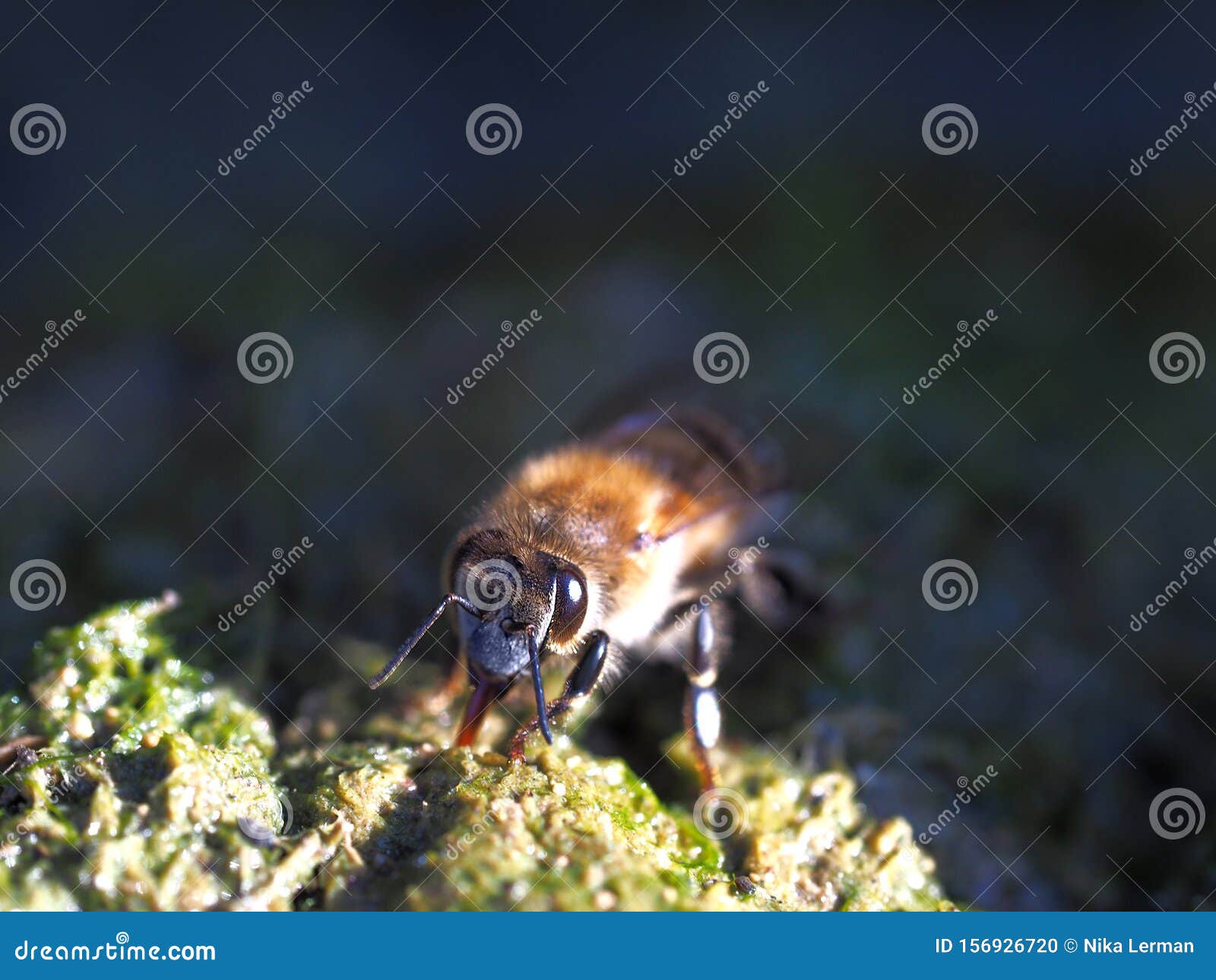 Blurred bee in a sunbeam stock photo. Image of shooting - 156926720