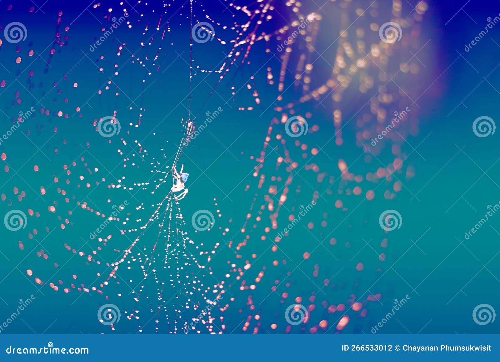 Blurred Cobweb Dew Drop and Rain on Web and Dark Blue Stock Photo ...
