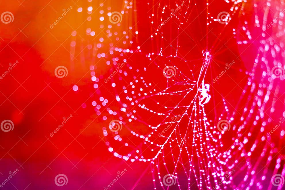 Blurred Cobweb Dew Drop Rain on Web Red Background Stock Image - Image ...