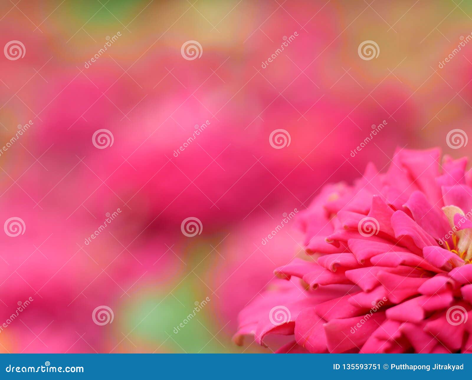 Blurred Colorful Flowers in the Garden, Background for Beautiful ...