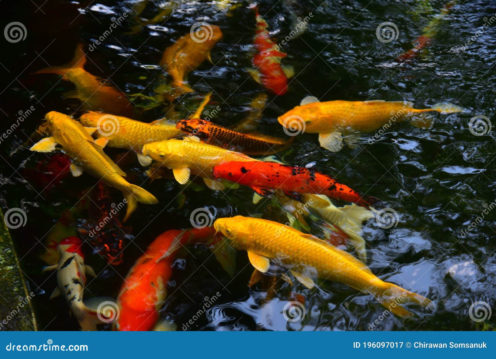 Blurred Fancy Carp in Water Stock Image - Image of farm, nature: 196097017
