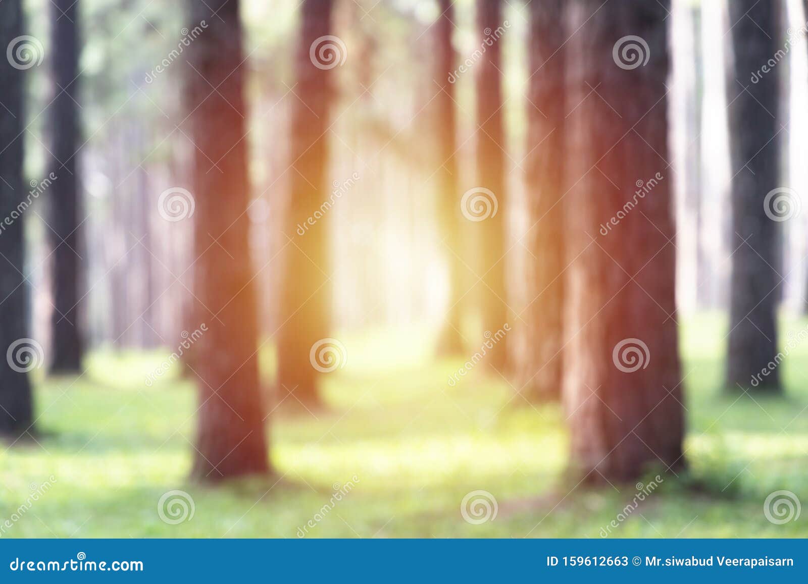 Blurred Forest Background, Pine Forest Background Stock Image - Image ...