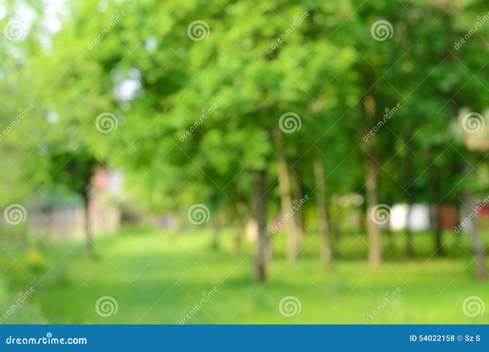 Blurred forest stock photo. Image of scene, spring, beauty - 54022158
