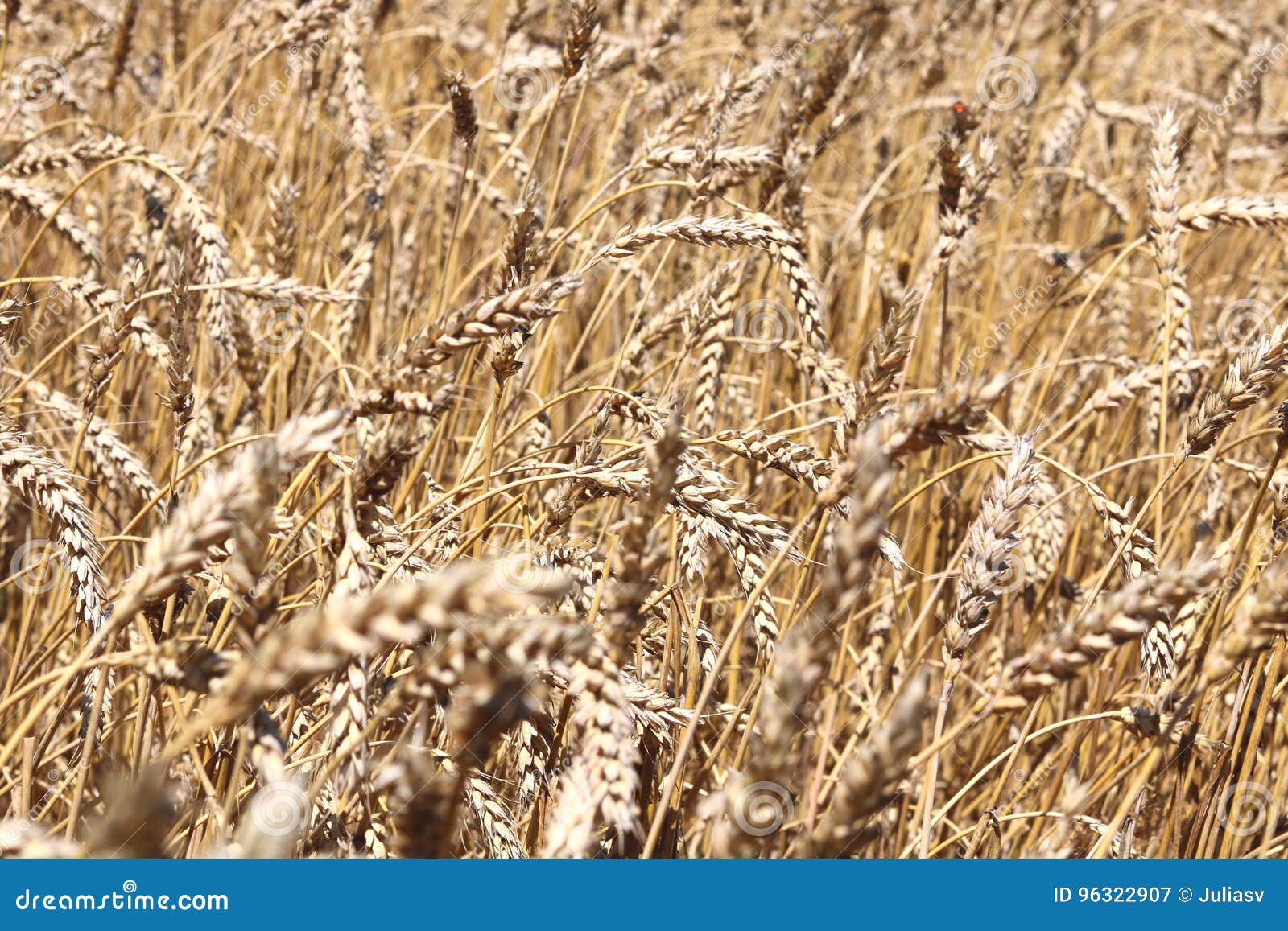 Blurred Golden Background with Wheat Ears Stock Image - Image of grain ...