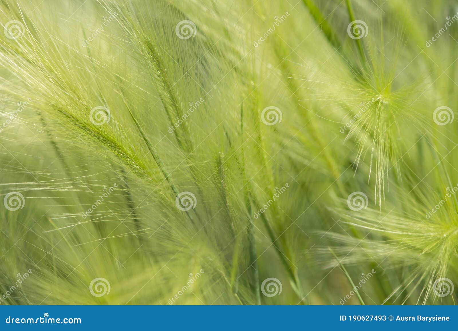 Blurred Green Grass Background. Soft and Abstract Nature Stock Image ...