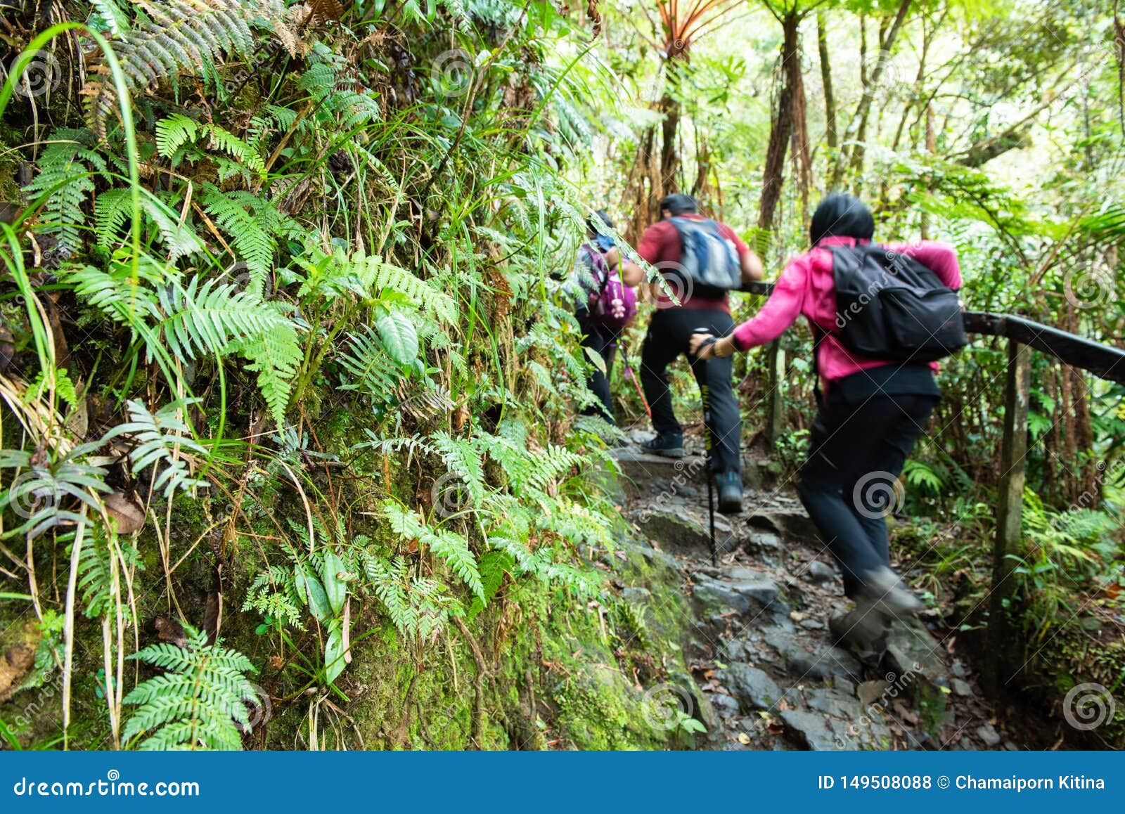 Blurred of Group of Runners Athletes Running in Forest Trail Marathon ...