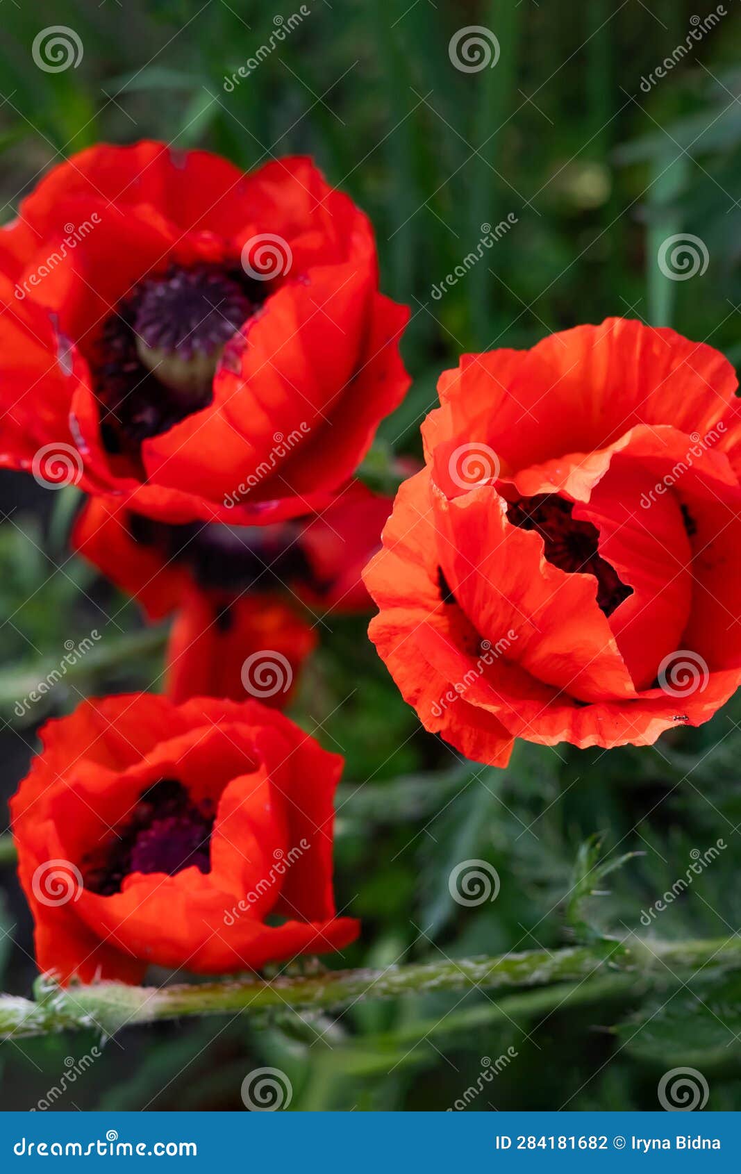 Blurred Image of Beautiful Poppies on a Background of Greenery Stock ...