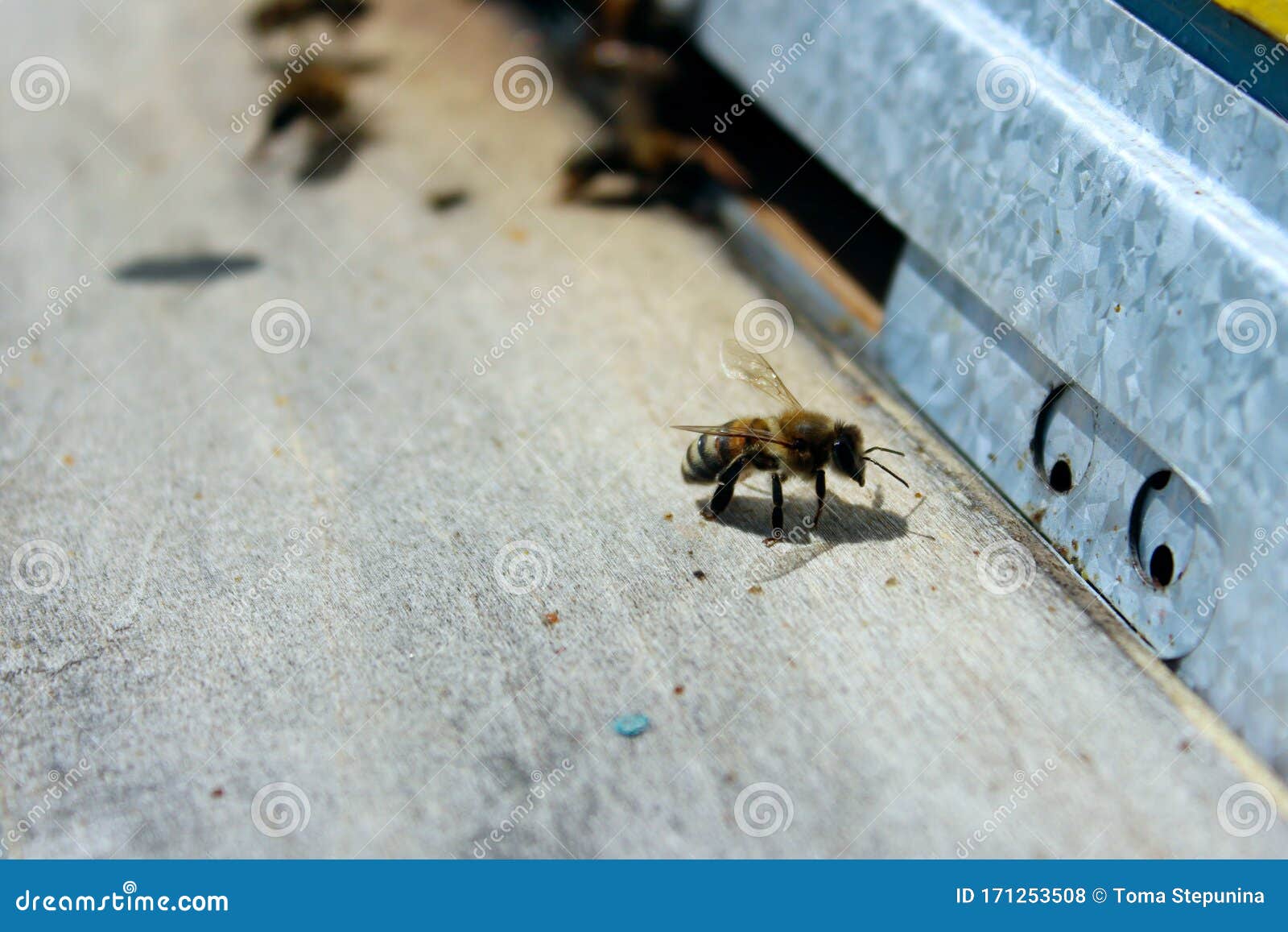 Blurred Image of Bees in a Beehive. Blurred Image of Bees in a Beehive ...