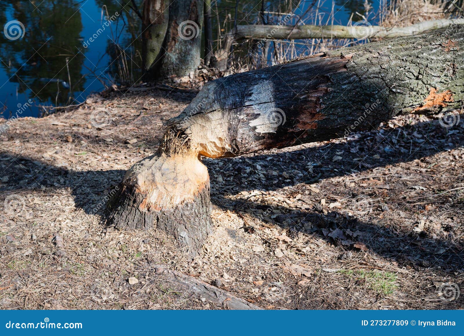 Blurred Image of a Fallen Tree Damaged by Beavers. Stock Image - Image ...